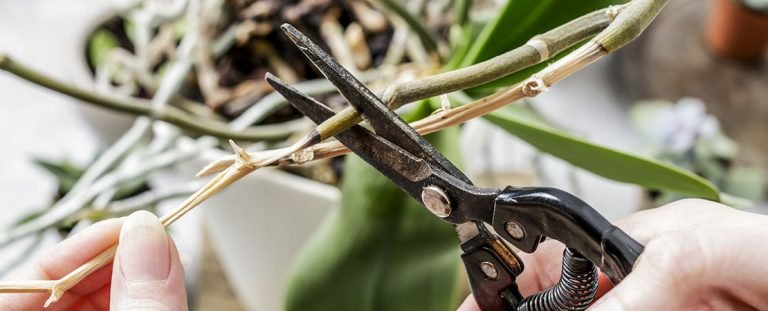 Orquídea murchando - Sítio Kolibri - Phalaenopsis