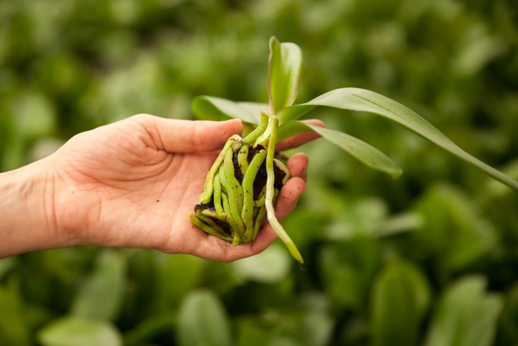 Tudo que você quer saber sobre raízes aéreas - Sítio Kolibri