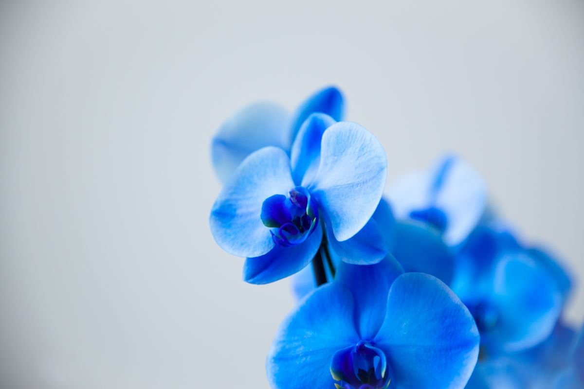 5 motivos para ter uma orquídea azul - Sítio Kolibri - Phalaenopsis